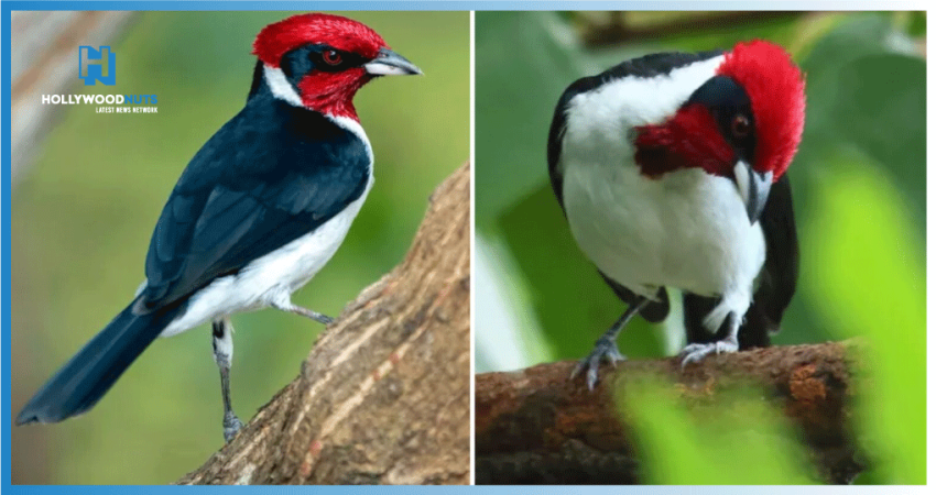 When a Classic Black and White Combination is Finished Off with a Bold ...