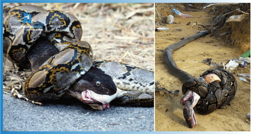 Snake flees the python's fatal grip and defeats it in a bloody duel to ...
