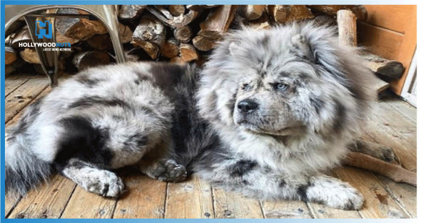 Meet Chief – The Giant Oreo Cloud Who’s Basically A Lion by ...